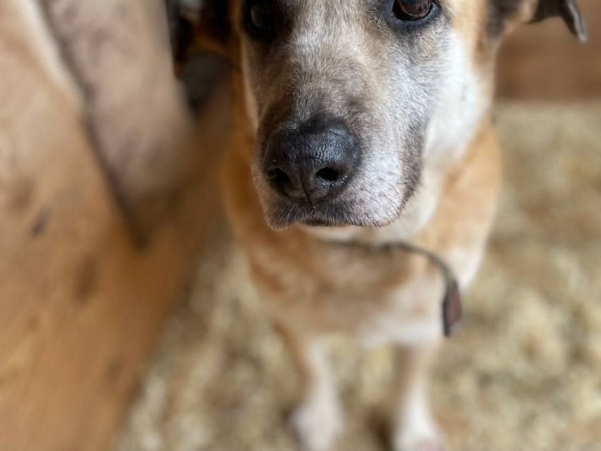 У собаки Плюши болят уши