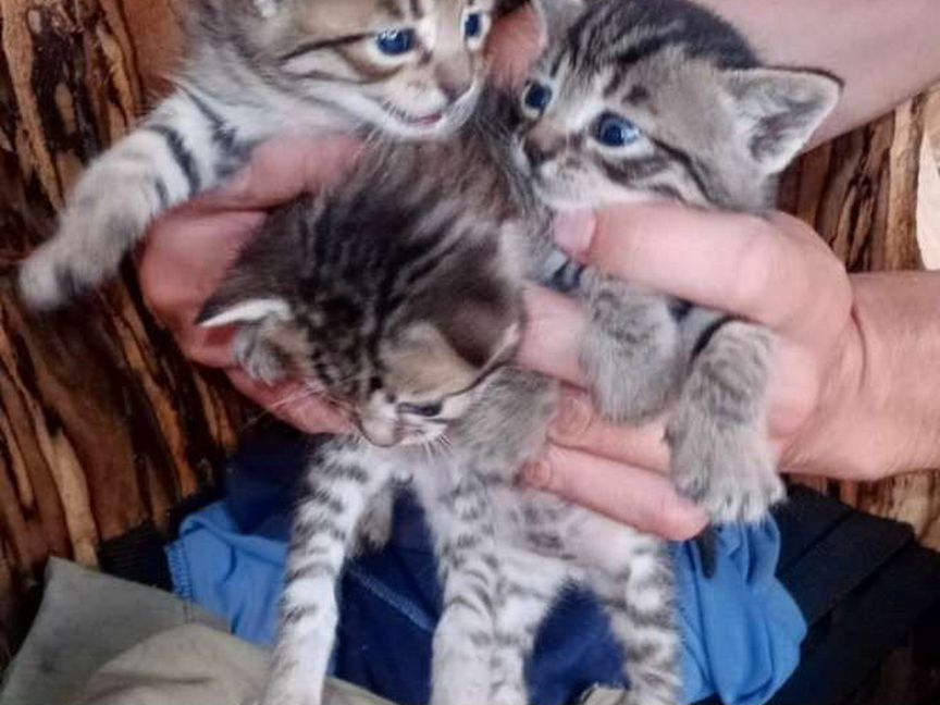 Домашние животные котята