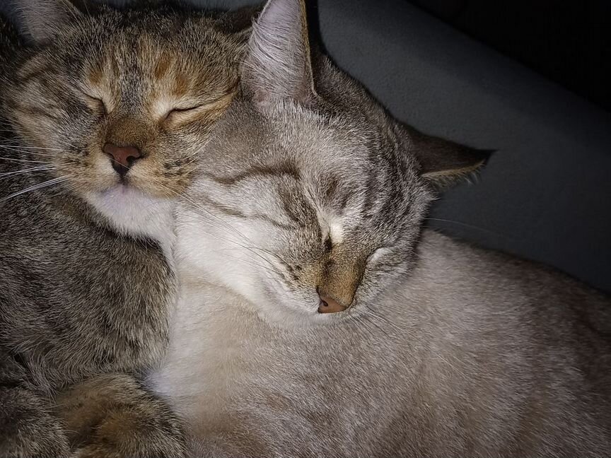 Кошка