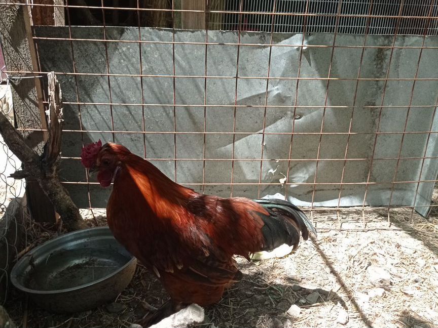 Куры, декоративный петушок
