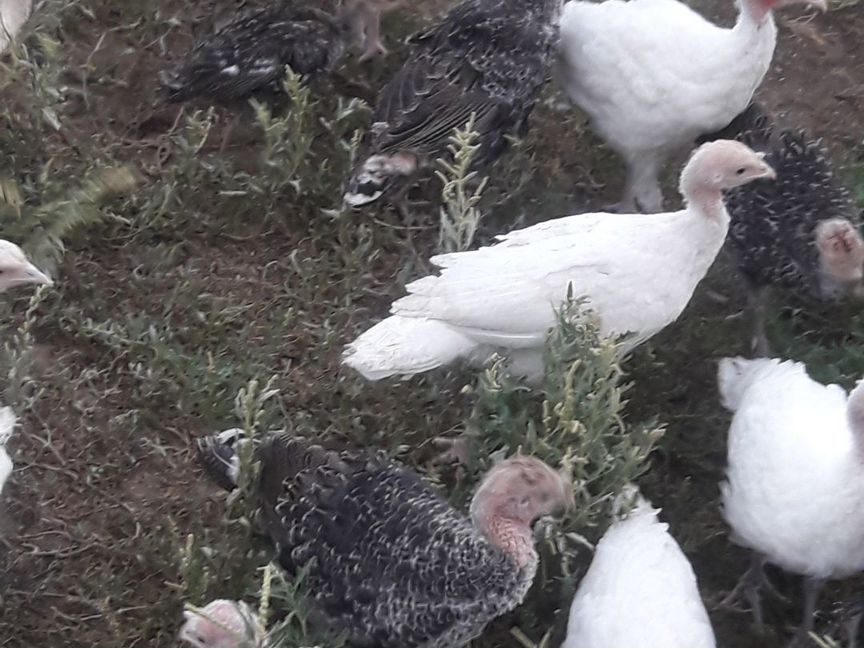 Индюки и гуси молодняк