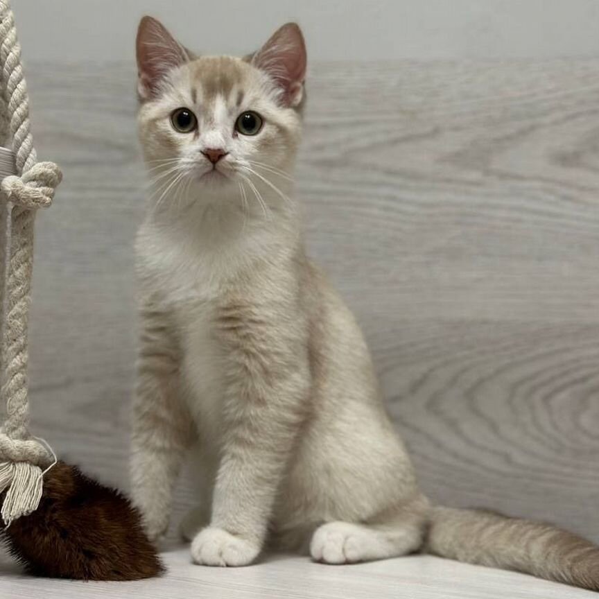 Манчкин котёнок