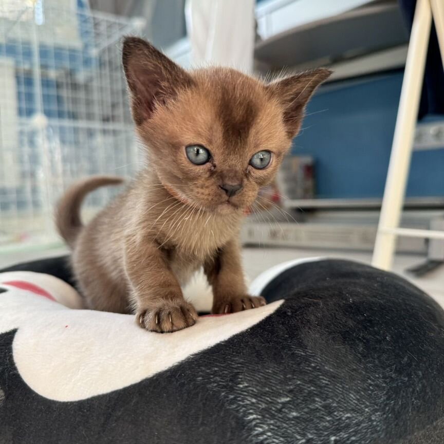 Бурманские котята