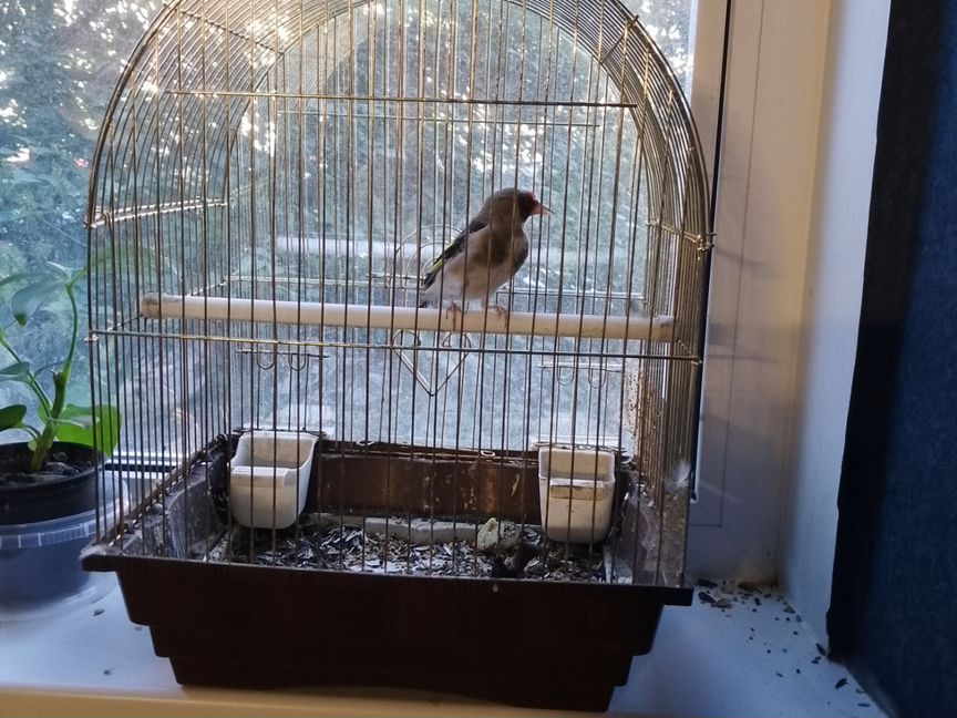 Птица шеголь