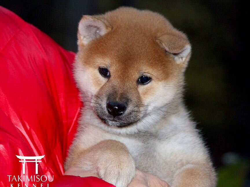 Шикарный мальчик сиба ину