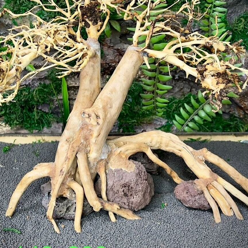 Коряга Бонсай бон27