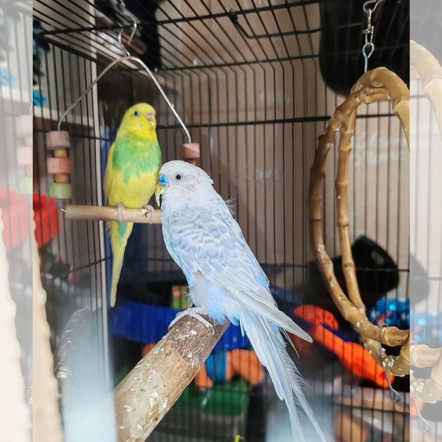 Волнистый попугай с клеткой