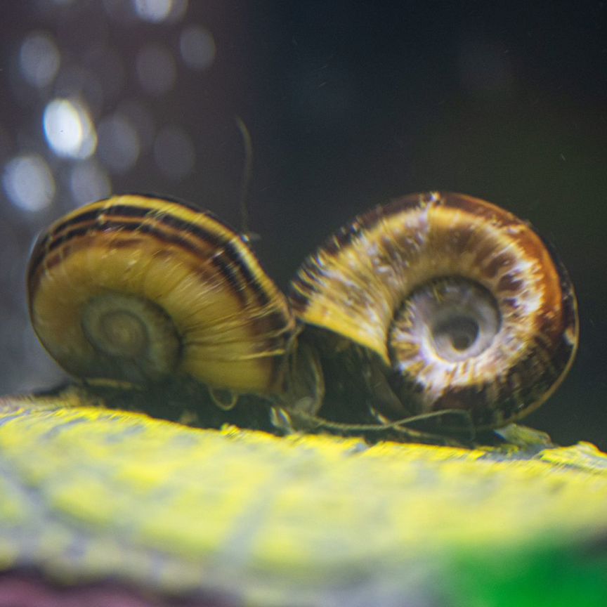 Улитки аквариумные - Маризы