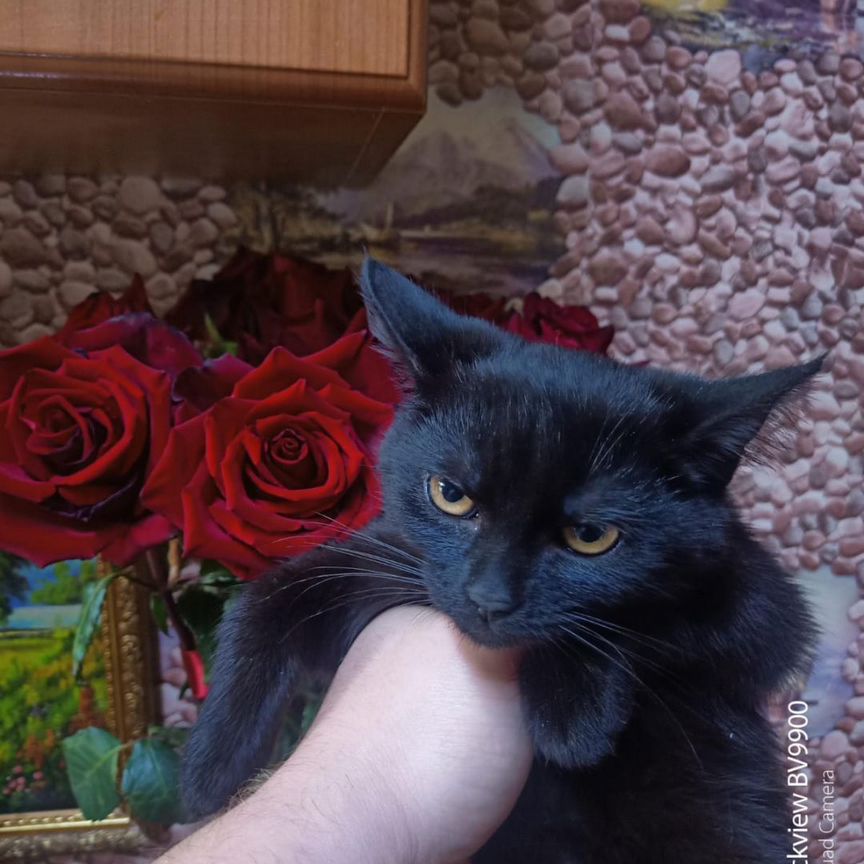 Котята в добрые руки бесплатно Дама