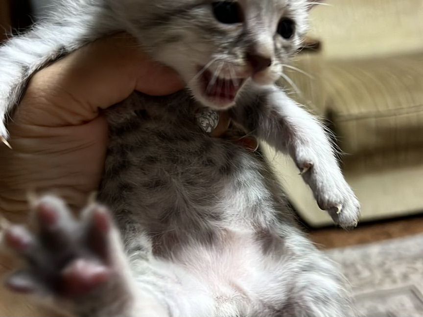 Шотландские прямоухие котята