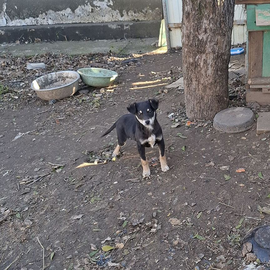 Щенок дворняга