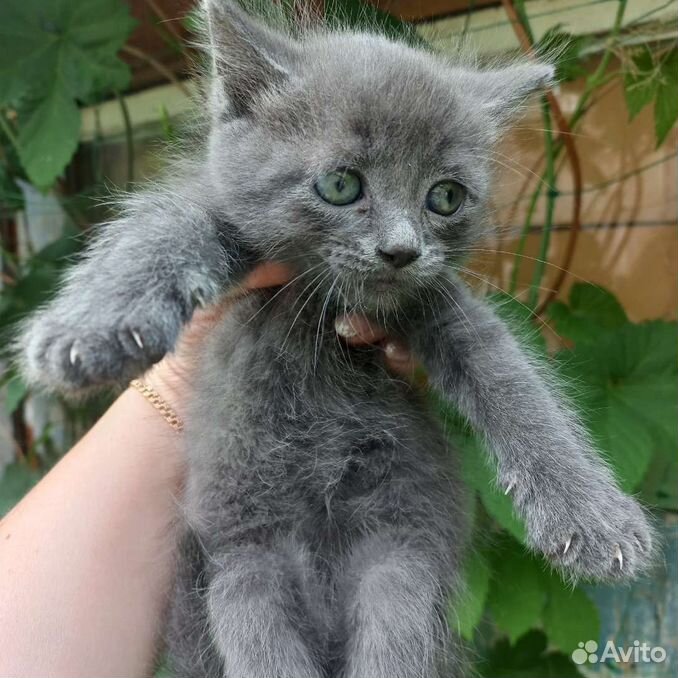 Котята очень красивые,умные,мама сиамская