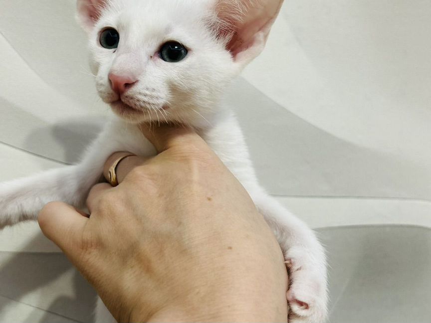 Ориентальная малышка