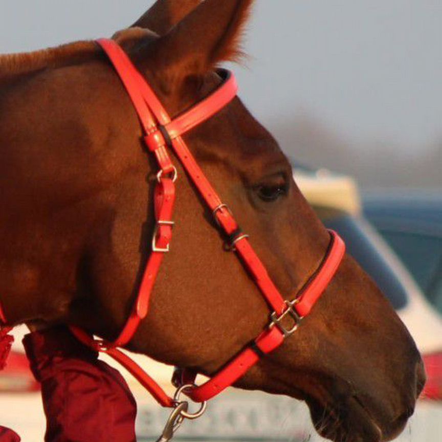 Пробежная уздечка Daslo