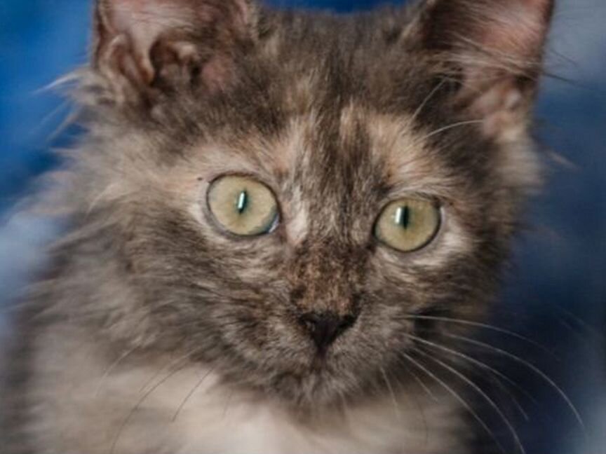 Ла-перм лаперм