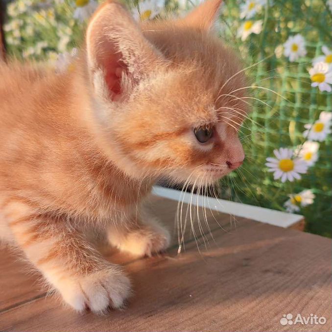 Продаю рыжих котят :)