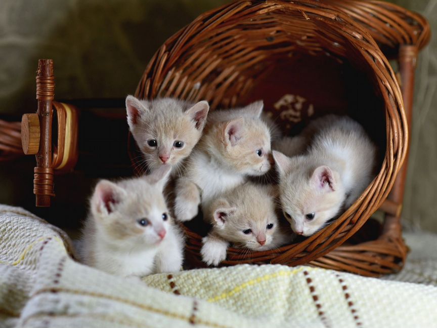 Красивые котята в добрые руки