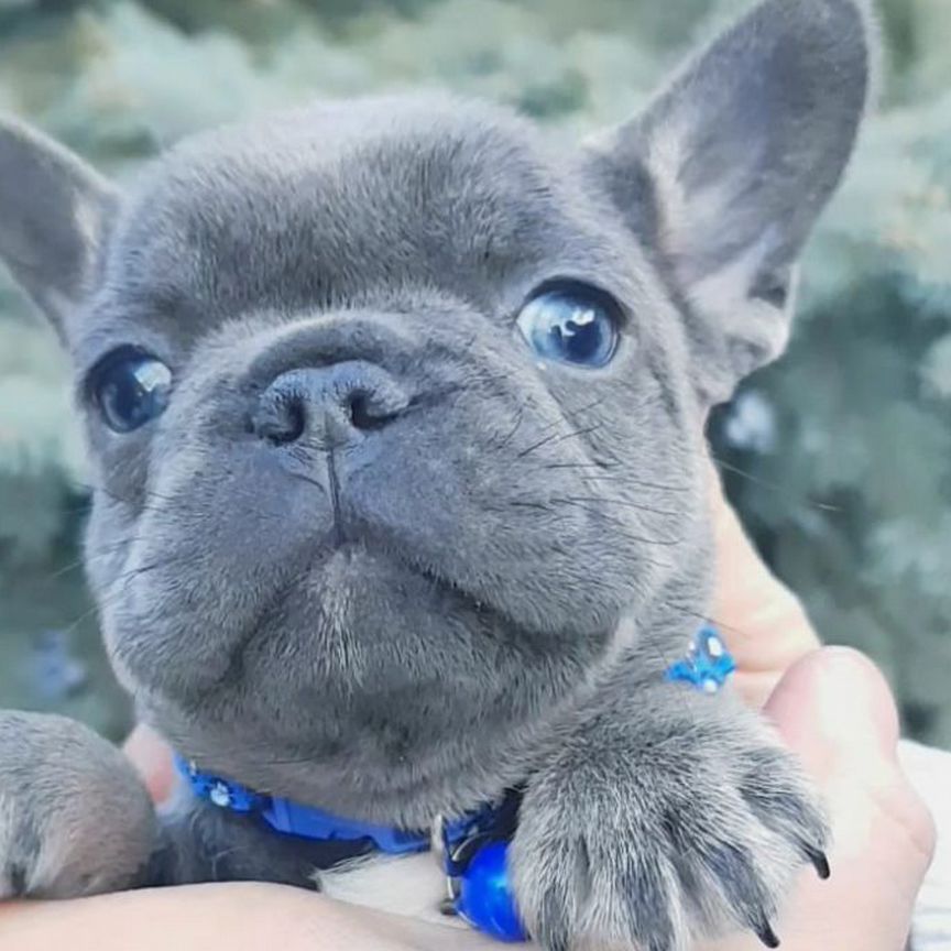 Мальчик голубой с подпалом