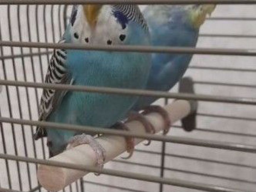 Клетка с попугаями