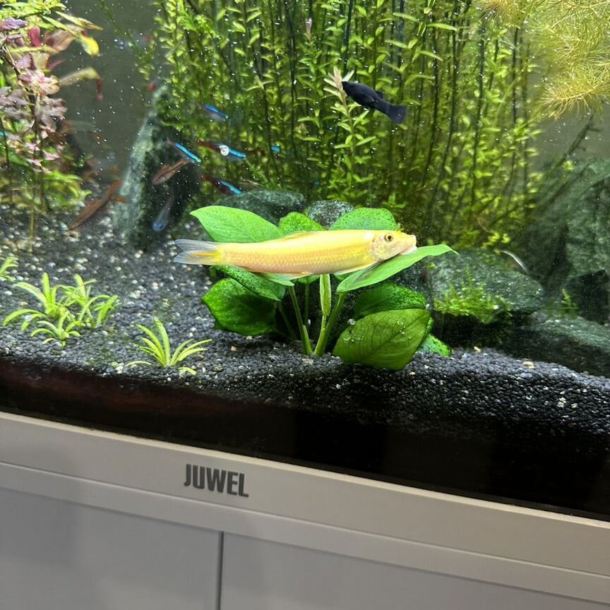 Сом лисичка