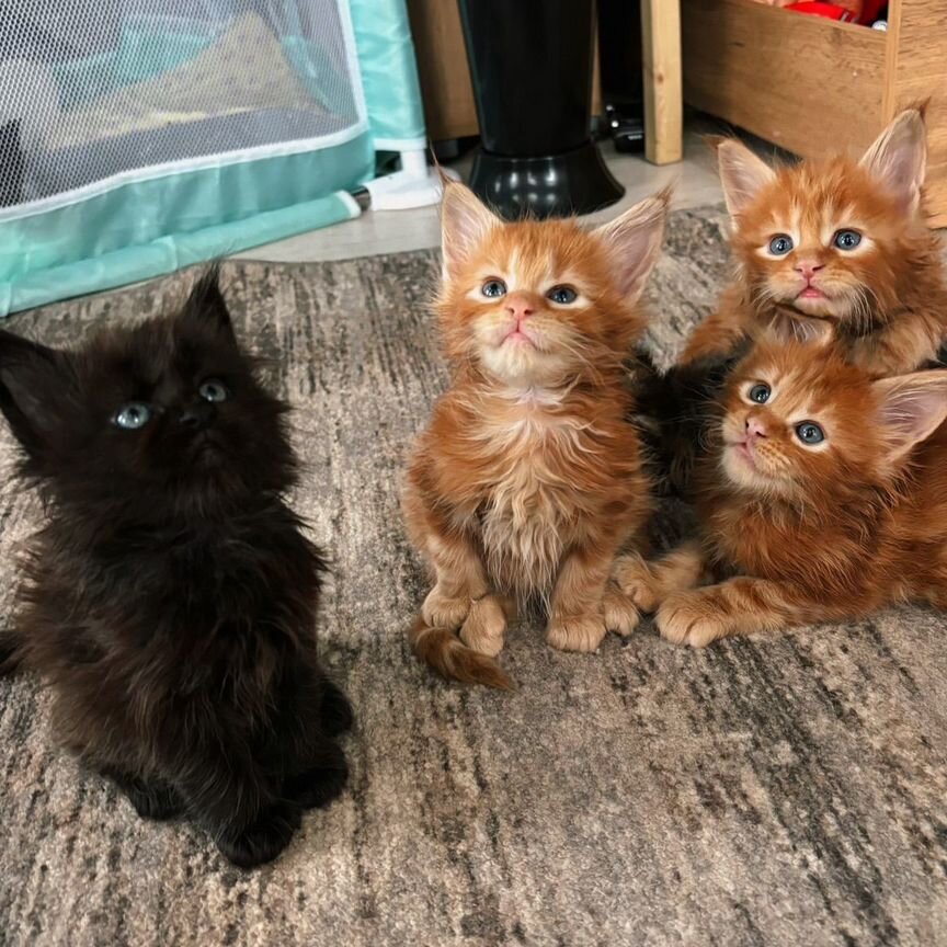 Мейн-кун котёнок