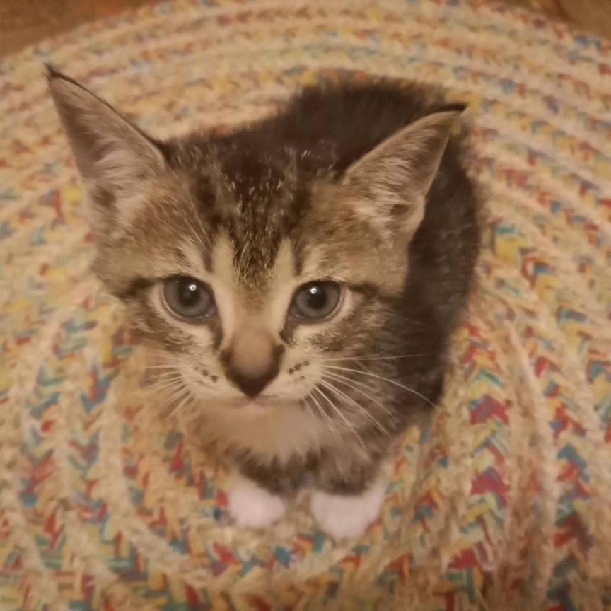 Девчуля котенок 1 мес