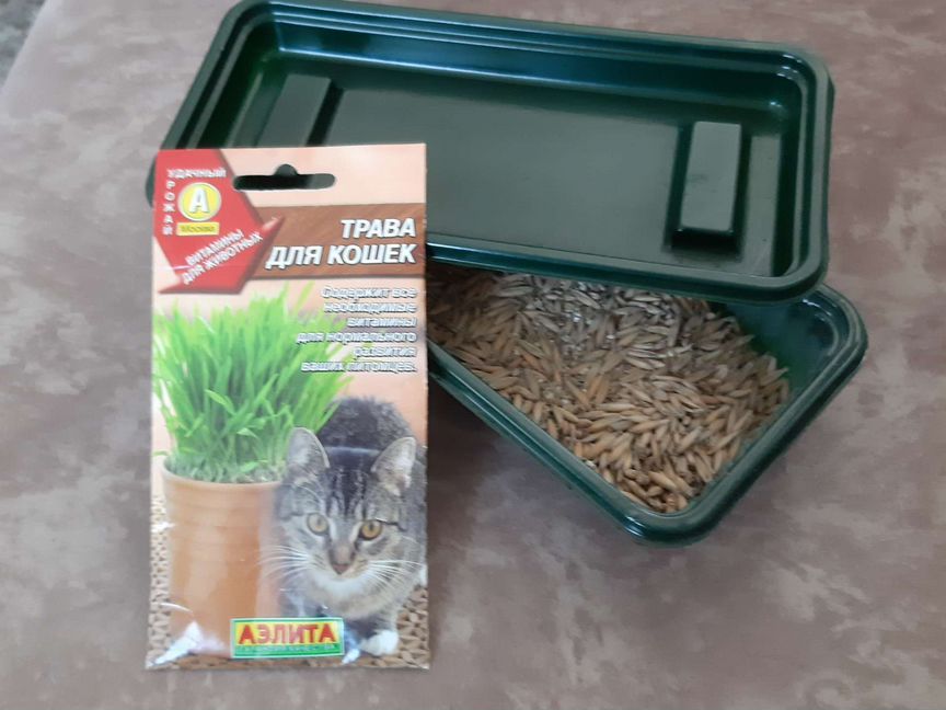 Трава для кошек, семена