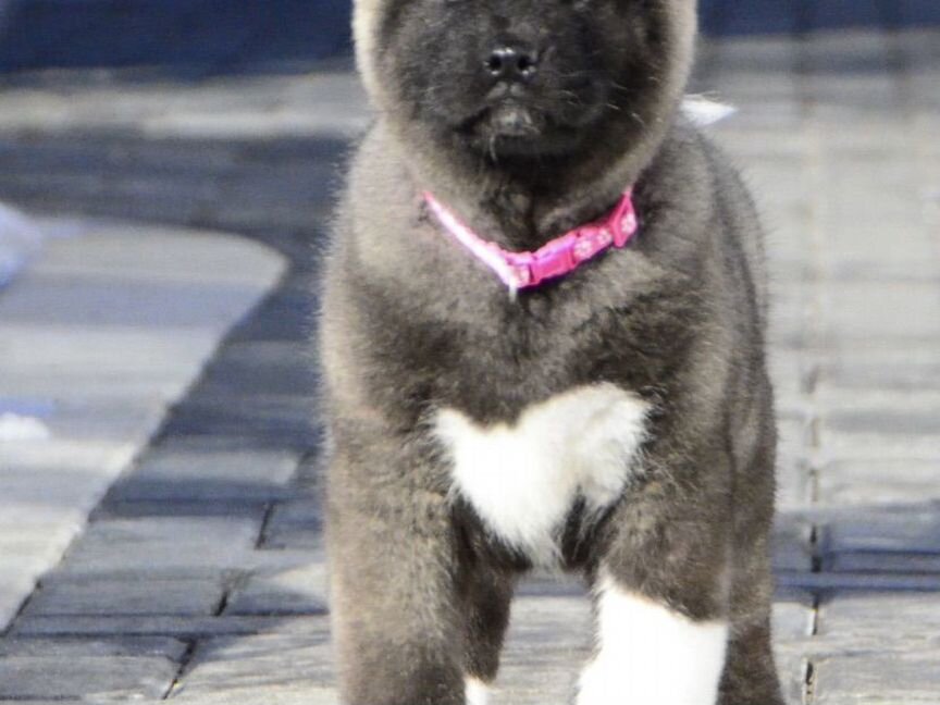 Американская акита черно-белого окраса