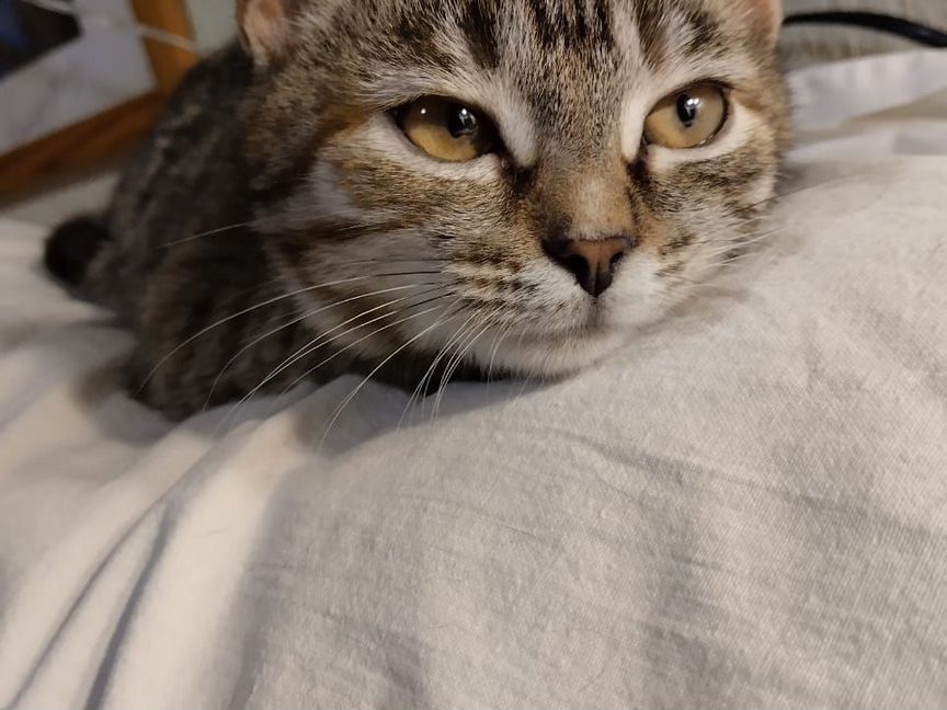 Очень ласковый котёнок, девочка, в добрые руки