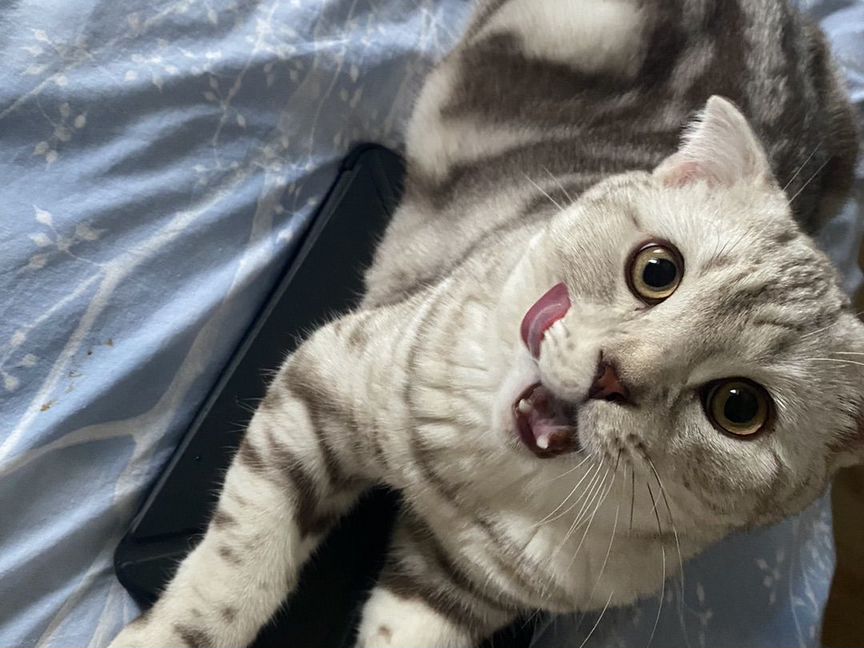 Шотландский кот вязка