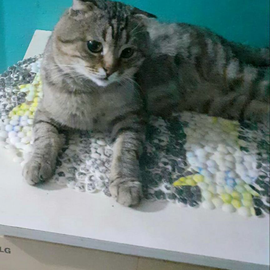 Котик в добрые руки