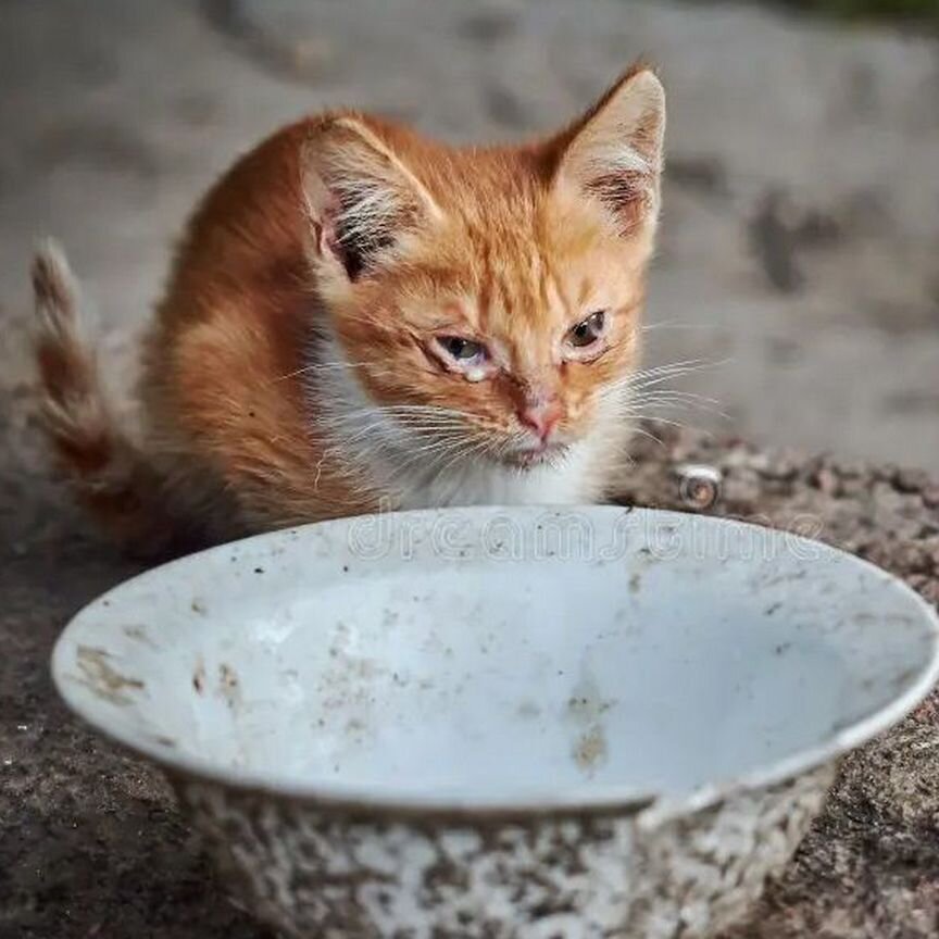 Котёнок в добрые руки