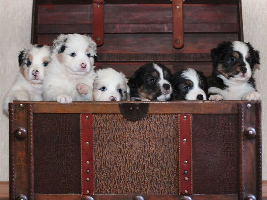 Щенки Австралийской Овчарки (аусси)