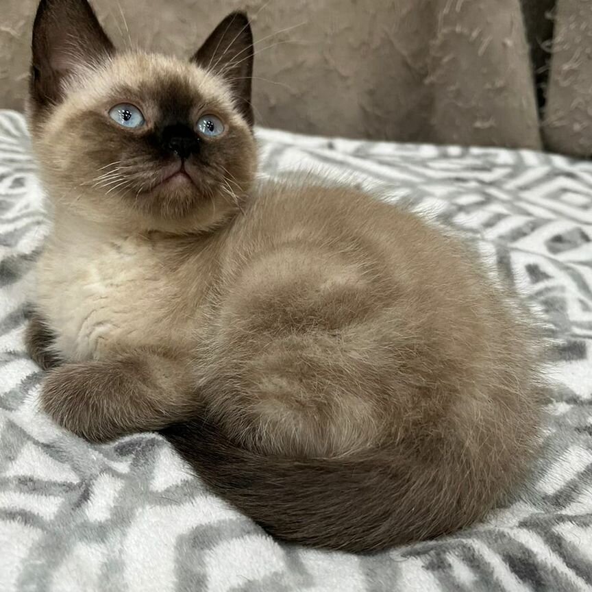 Британский котик колорпойнт
