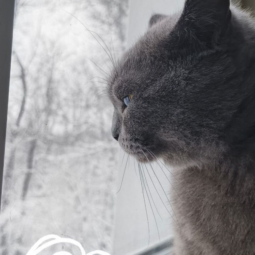 Кот шотландец