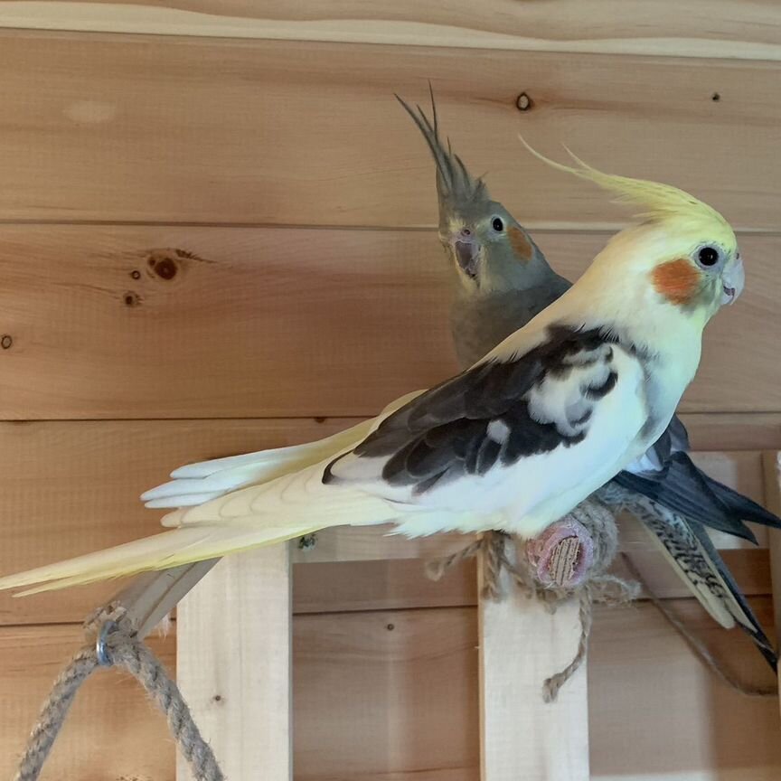 Попугай корелла с клеткой пара