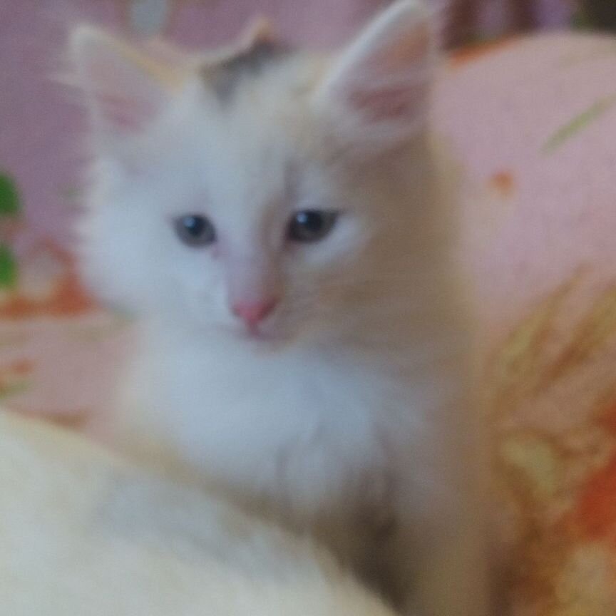 Кошки курильский бобтейл