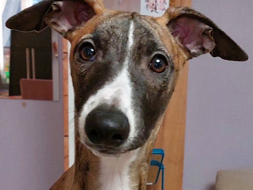 Шикарный мальчик