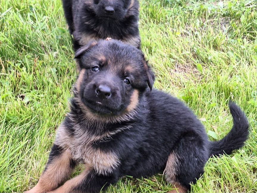 Щенки немецкой овчарки