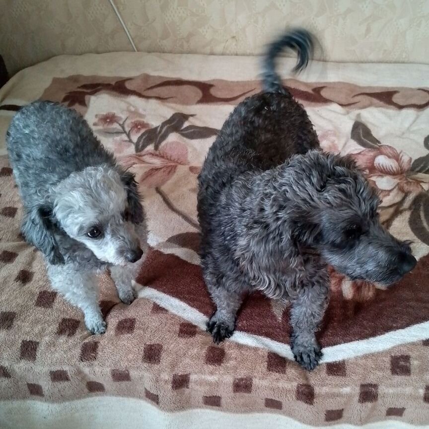 Щенки карликового пуделя