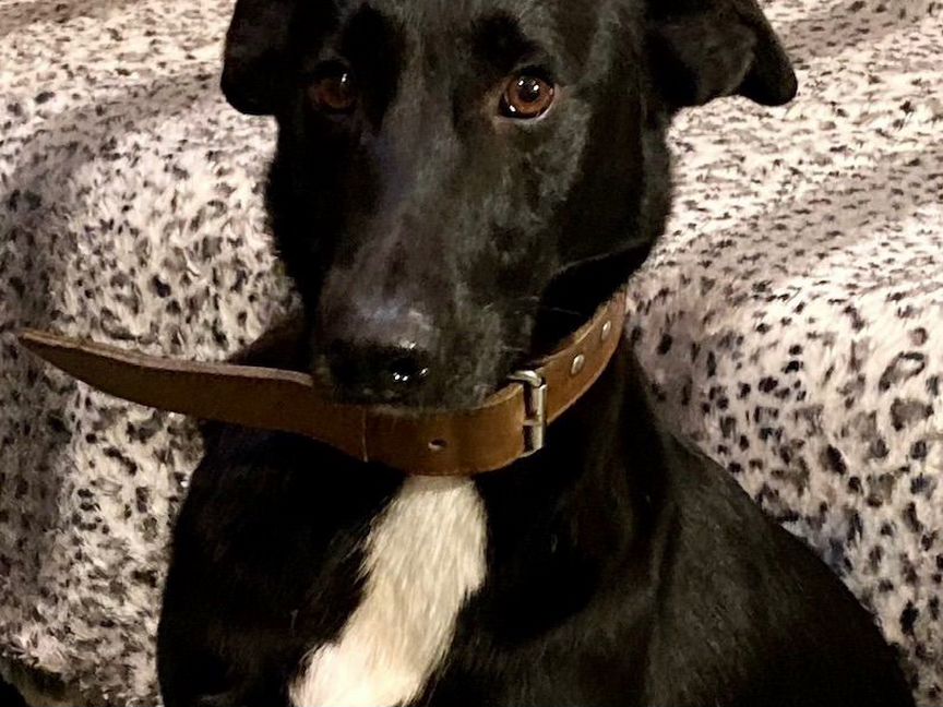 Собака Герда в добрые руки