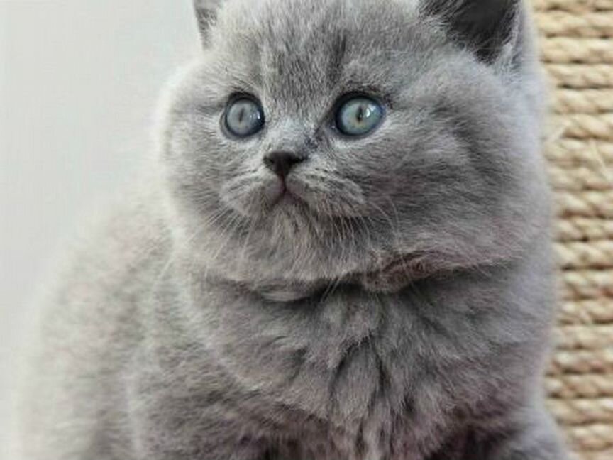 Британские котята