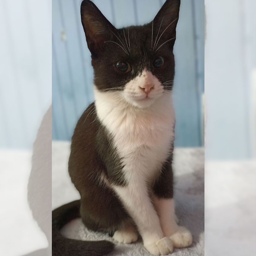 Котенок Бэтмен в добрые руки