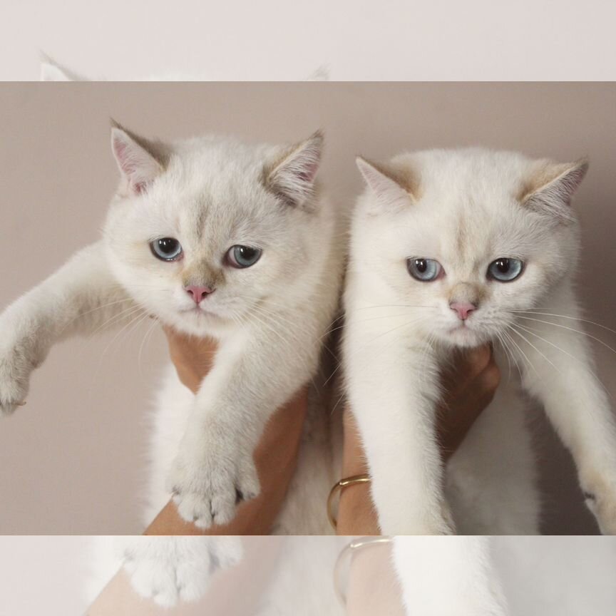 Шикарные британские котята шиншилла