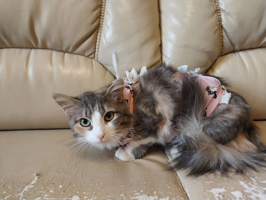Кошка