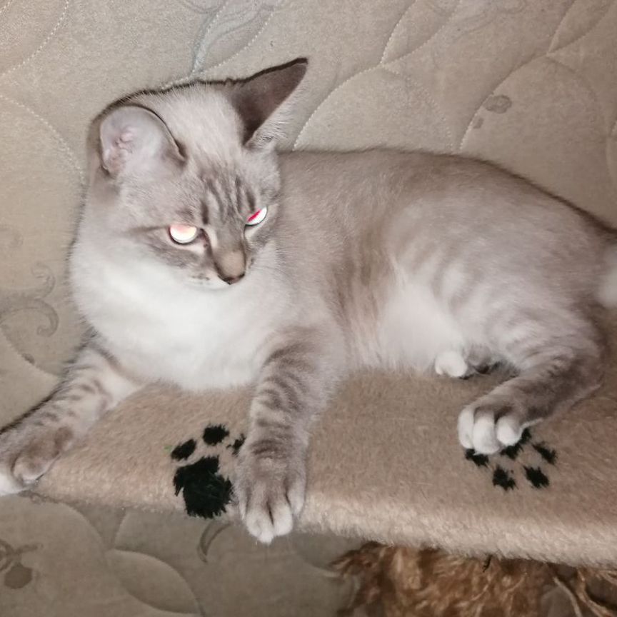 Котята в добрые руки бесплатно девочка