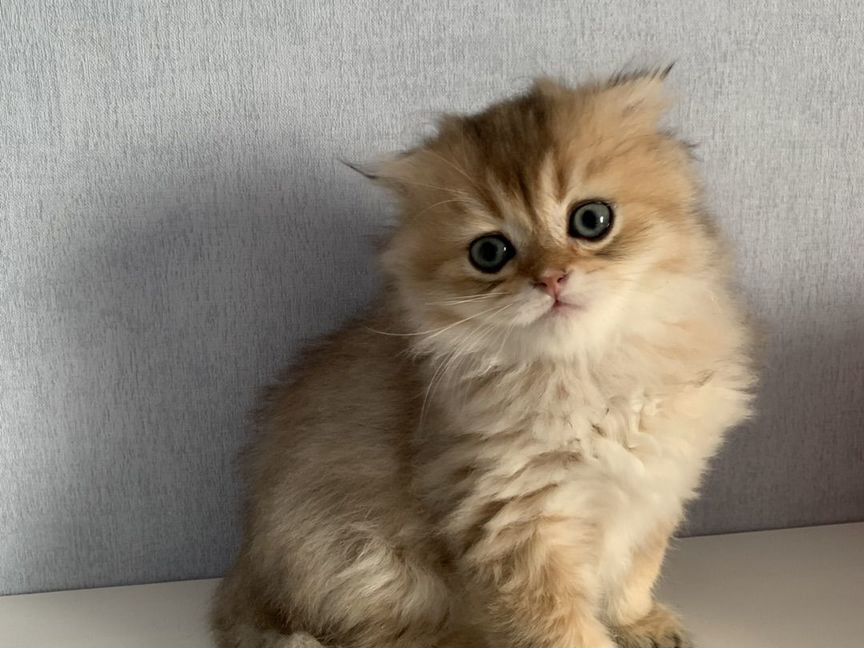 Шотландский ласковый котенок