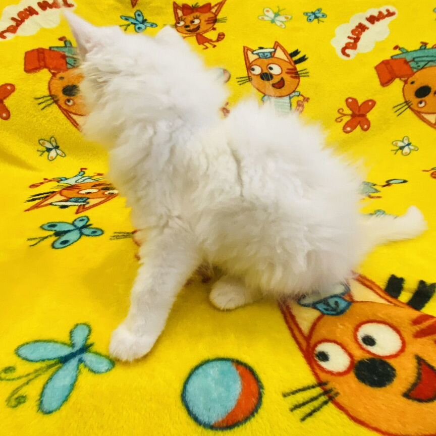 Белые облачка котята