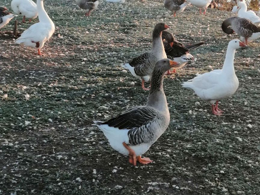 Гуси оптом и в розницу