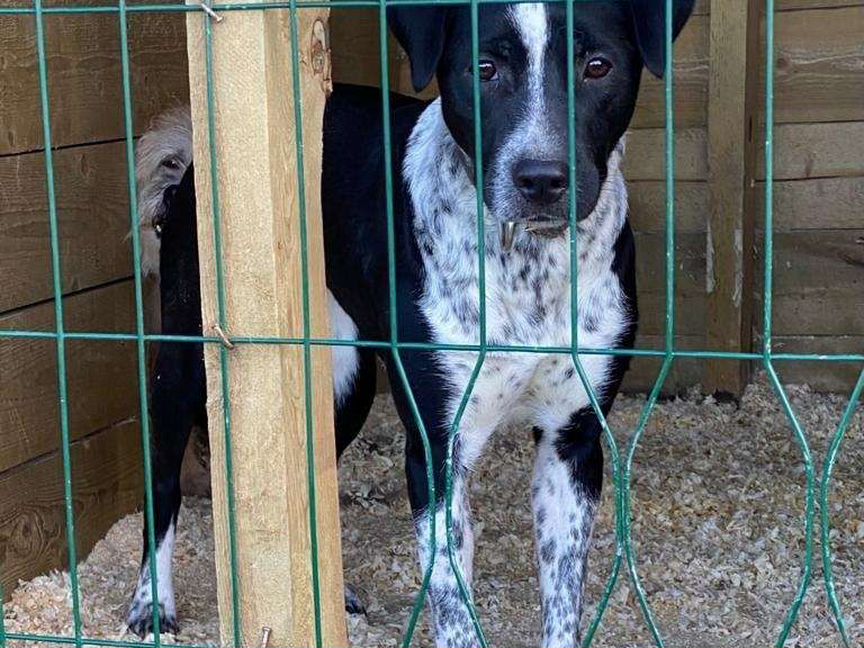 Собака Баста в хорошую семью